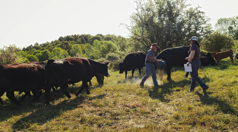 New Tools Simplify Beef Quality Assurance