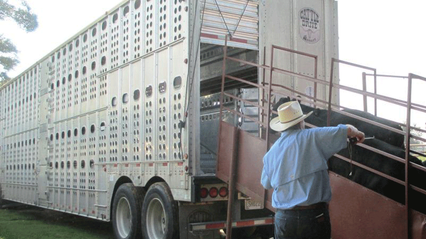 Beef Quality Assurance Transportation