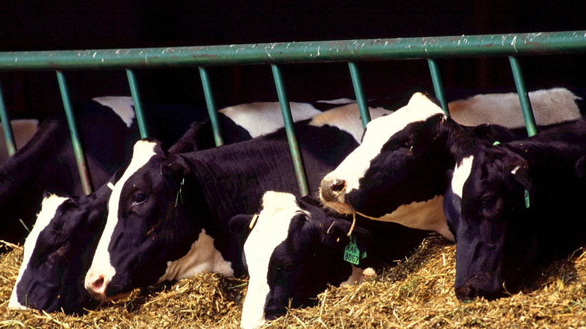 Beef Checkoff & Forms